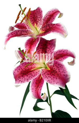 Selective focus shot of beautiful stargazer lilies with green leaves in ...