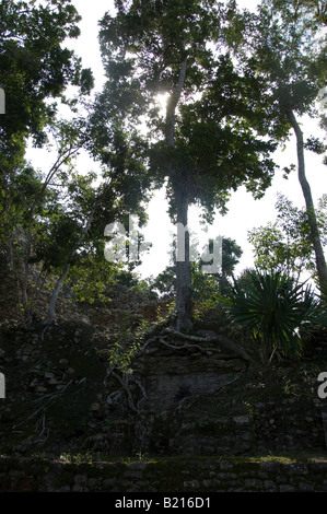 Tree Roots at Coba Ruins Mexico Stock Photo - Alamy