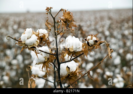 Cotton fields on Texas ranch Stock Photo - Alamy