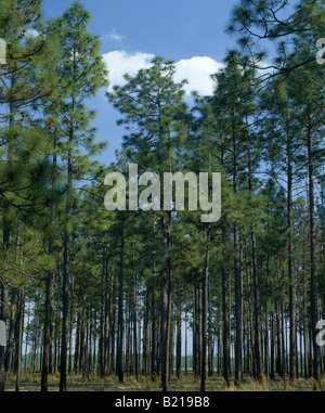 Long Leaf Pine (Pinus palustris) in North Carolina Stock Photo - Alamy