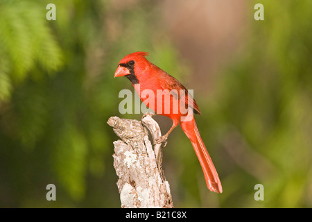Northern Cardinal (Cardinalis cardinalis) Aves Stock Photo - Alamy