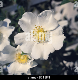 Cherokee rose; Rosa laevigata Stock Photo - Alamy