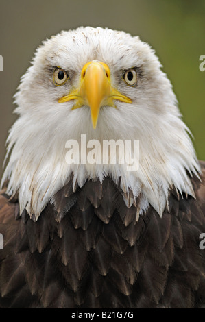A one-eyed American Bald Eagle at a wildlife rescue unit at the top of ...