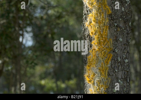 Pachymeta robusta Msasa Moth caterpillar caterpillars moth butterfly ...
