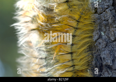 Pachymeta robusta Msasa Moth caterpillar caterpillars moth butterfly ...