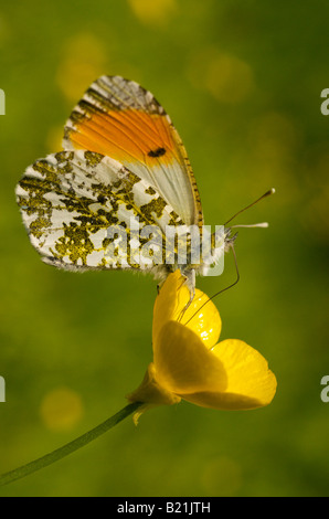 Male orange tip butterfly on dandelion seedhead Stock Photo - Alamy