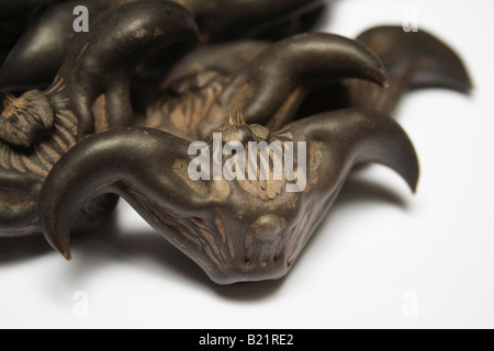 bull nuts trapa bicornis Stock Photo - Alamy