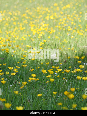 Bright yellow flowers of field buttercups, Ranunculus acris, with other ...