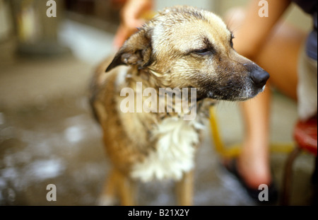 Dog being washed on patio Stock Photo - Alamy