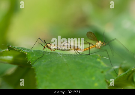 Spotted crane fly (Nephrotoma appendiculata) female in side view Stock ...