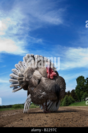 Male Turkey in full plumage. Pastures grow turkey on a farm. A live ...