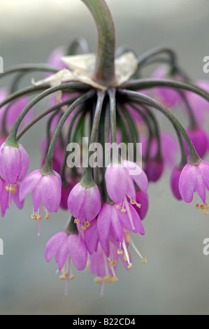 Allium cernuum, Nodding Onion Stock Photo - Alamy