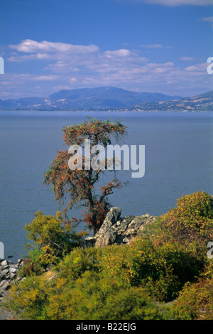 A scenic view of a clear lake with large green trees on the coast on a ...