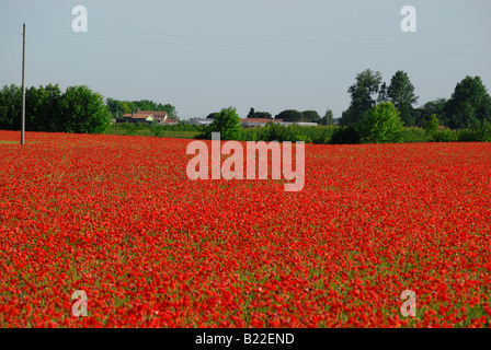 poppies fields forever Stock Photo - Alamy