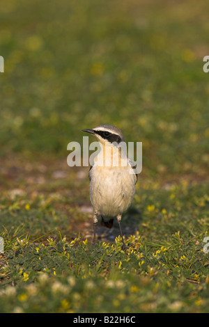 Northern wheatear on migration Stock Photo - Alamy
