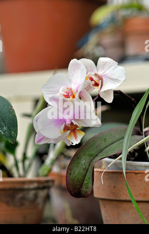 Macro of white Phalaenopsis orchid flower on green background Stock ...