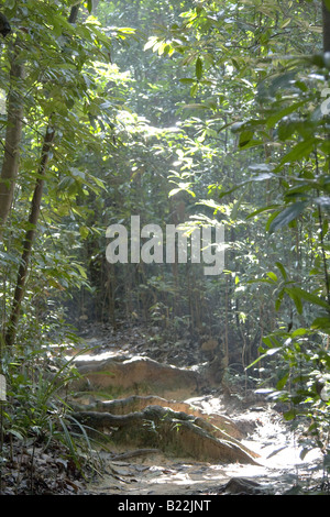 Sunlight Filtering Through Tropical Forest Foliage Stock Photo - Alamy