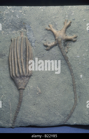 Extinct sea lilies or crinoids, Crinoidea, attached to the seabed by ...