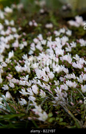 bog pimpernel Anagallis tenella Stock Photo - Alamy