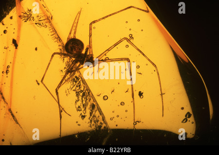 Spider trapped in amber Stock Photo - Alamy