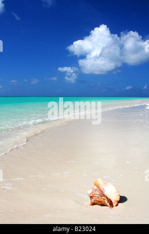 Conchs and shells on the beach sand background Stock Photo - Alamy