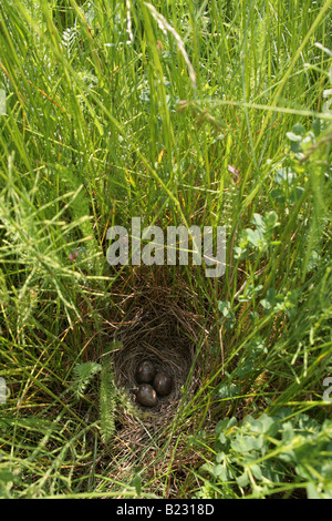 Skylark nest in an ELS border Stock Photo - Alamy