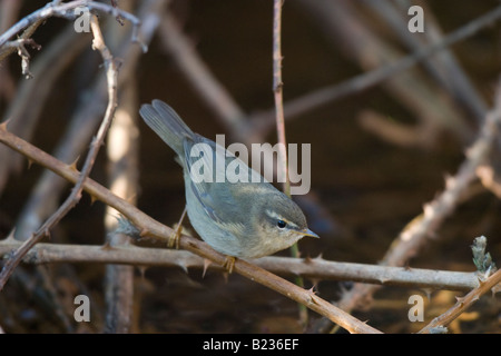 Dusky Warbler (Phylloscopus fuscatus Stock Photo - Alamy