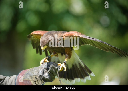 Falconry display at Dunrobin Castle, Sutherland, Scottish Highlands ...