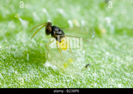 Whitefly parasite Encarsia formosa Stock Photo: 18958761 - Alamy