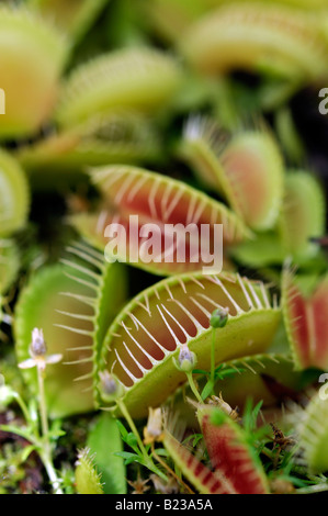 Venus fly trap showing marginal teeth Stock Photo - Alamy