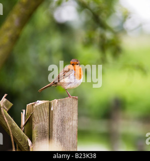 Robin sitting on a post Stock Photo - Alamy