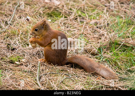 Red squirrel in the forest eating nuts and acorns Stock Photo - Alamy