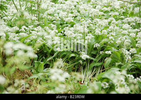 Wild Garlic plants growing in woodlands, Ayrshire, Scotland, UK. Plant ...