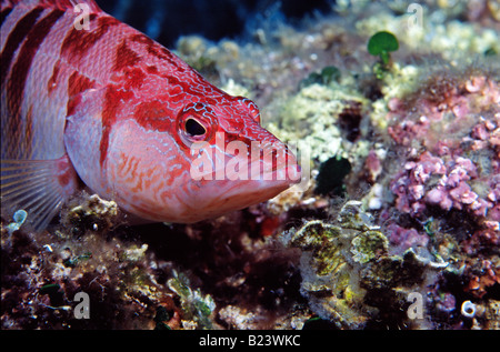 Painted comber fish Serranus scriba Mediterranean Stock Photo - Alamy