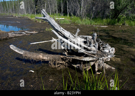 swamp, alaska, usa Stock Photo - Alamy