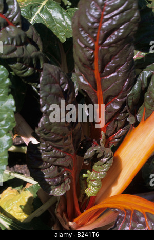 SWISS CHARD IS A BEAUTIFUL LEAFY VEGETABLE SWISS CHARD CLOSE UP SALAD ...