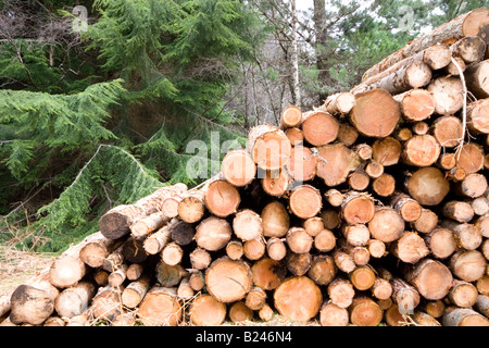 Log piles in forest awaiting collection Stock Photo - Alamy