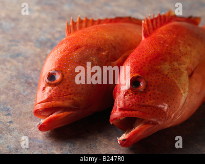 2 Strawberry Grouper Fish Stock Photo - Alamy