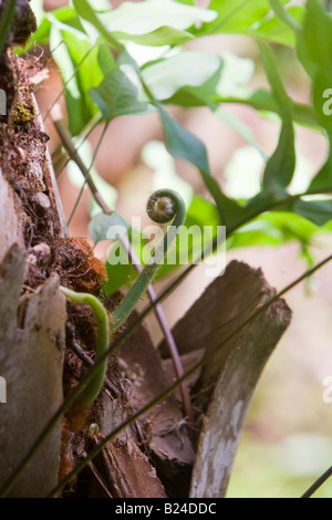 Golden polypody, Golden serpent fern, Cabbage palm fern (Phlebodium ...
