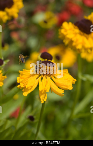 Helenium and bees Stock Photo - Alamy
