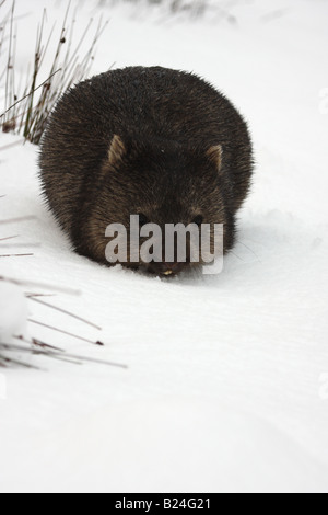 Common wombat in snow Stock Photo - Alamy