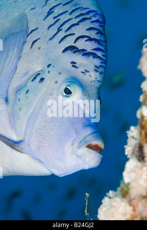 Tropical Fish-angel. Emperor angelfish (Pomacanthus imperator) in reef ...
