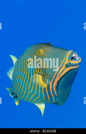 Trigger fish in Red Sea Stock Photo - Alamy
