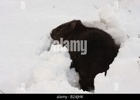 Common wombat in snow Stock Photo - Alamy
