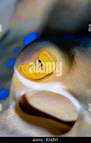 Blue Spotted Sting Ray Stock Photo - Alamy