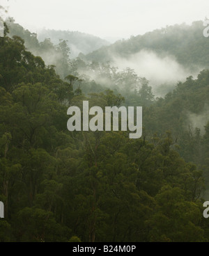 Tasmanian rain forest with mist hanging amongst the trees Stock Photo ...