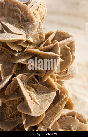 Desert rose a rosette formation of crystal clusters of gypsum or baryte ...