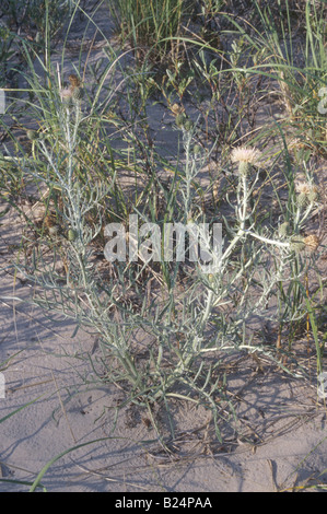 Pitcher's Thistle, Cirsium pitcheri Stock Photo - Alamy