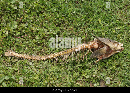 top view of fish skeleton bones and flavor peppers on slate background ...