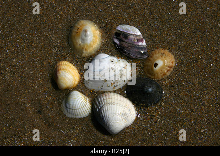 She sells sea shells on the sea shore Stock Photo - Alamy